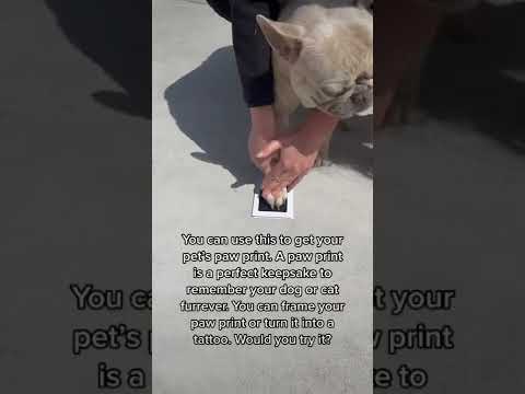 How to get your pet’s paw print #shorts #shortsfeed #pets #youtubeshorts #catshorts #pawprint #dogs
