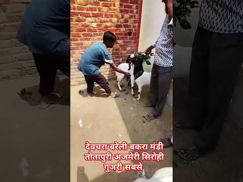 #cow #serohibakre #sirohi #goat #bakripalankaisekre #barbari #funny #bakr #birds #animals