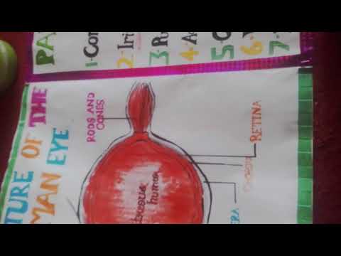 Science project decoration ideas 'll structure of the human eye Video ...
