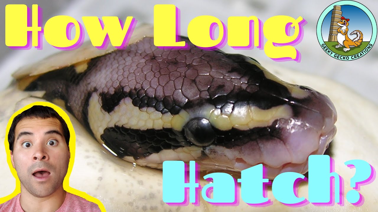 How LONG before my BALL pythons HATCH | (2021)