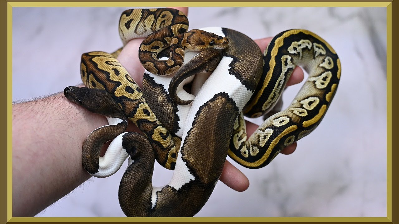 2022 Holdbacks and Pickups🐍 - Ball Pythons - MorphMarket Reptile Community