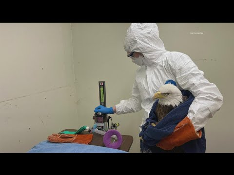 The Raptor Center on avian flu outbreak; how the public can help