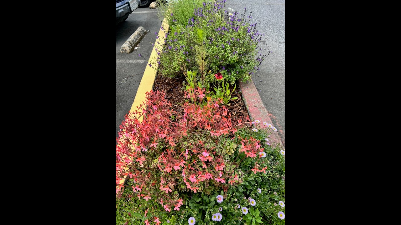 UC Master Gardener Pollinator Pathway