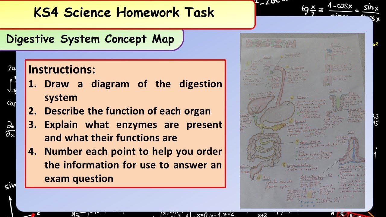Digestive system concept map homework