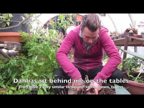 Yacon - Smallanthus sonchifolius: Harvest, History, Food, Medicine, Breeding