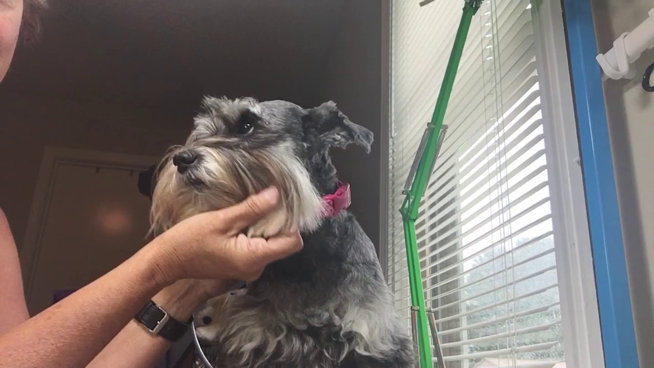 How to maintain a schnauzer beard