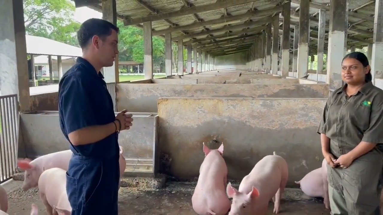 Sistema Nervioso Porcino - Anatomía Animal