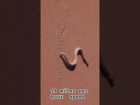 #sidewinder snakes 🤯#facts #sciencefacts#viralvideo