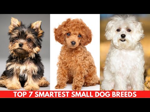 SMARTEST SMALL DOGS!   TOP 7 SMARTEST SMALL DOG BREEDS