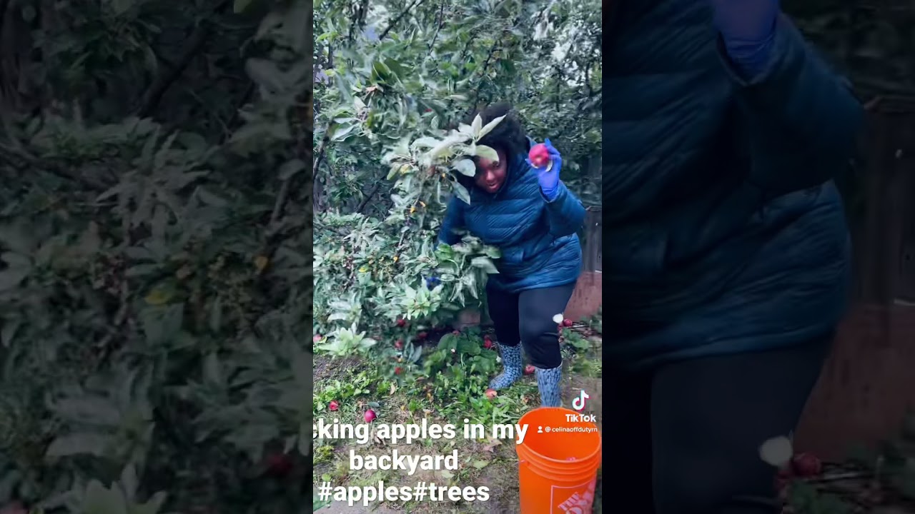 How to pick apples 🍎