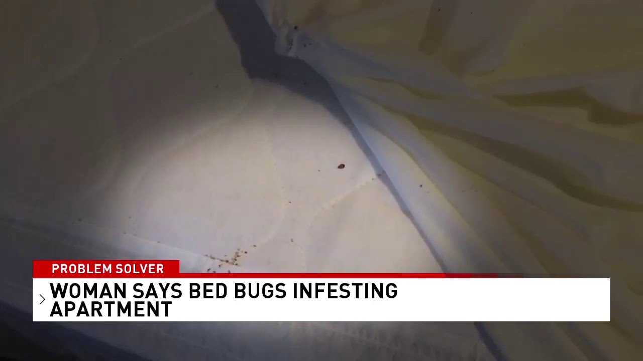 Problem Solver: Bed Bugs Infesting Apartment