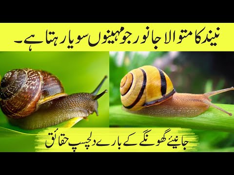 Facts About Snail (Ghonga) In Urdu/Hindi || Information About Snail || Snail Life Story