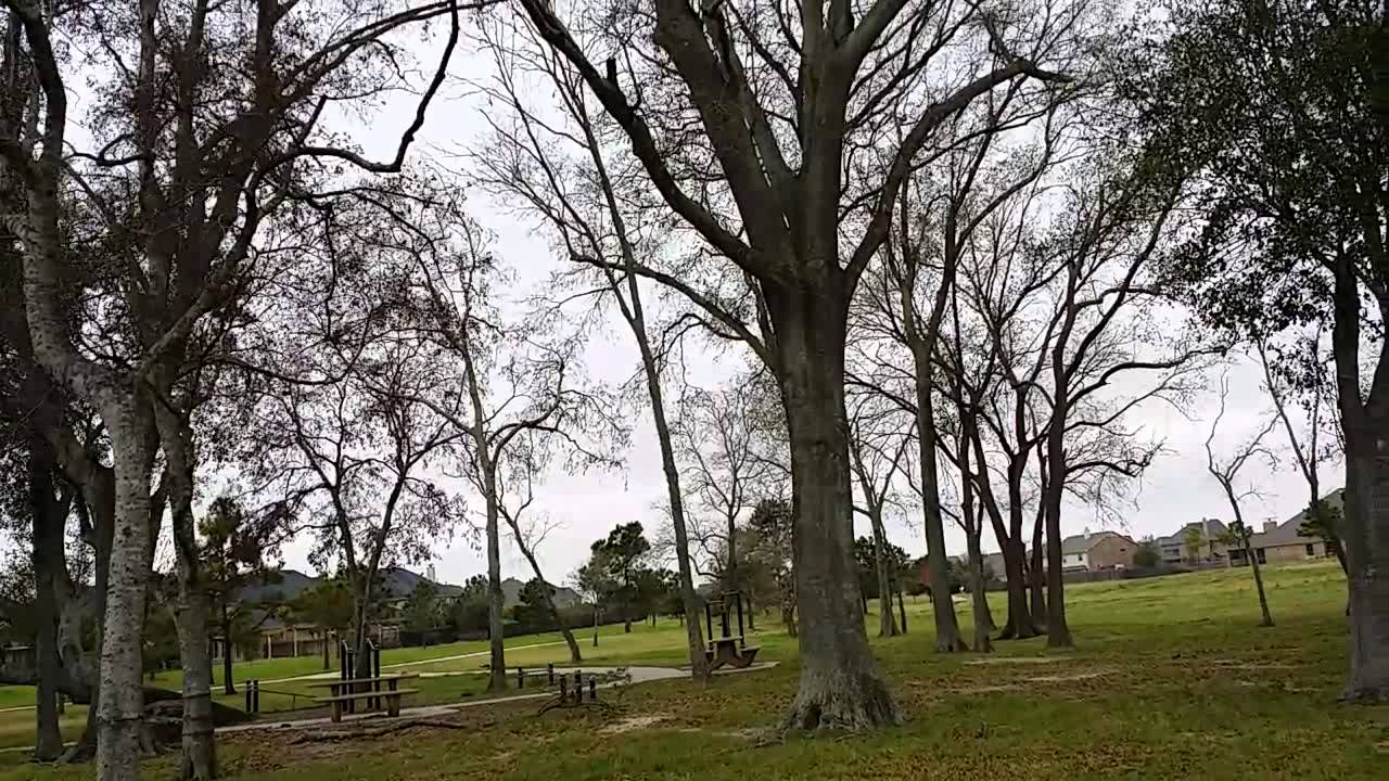 Improve tree safety through structural pruning