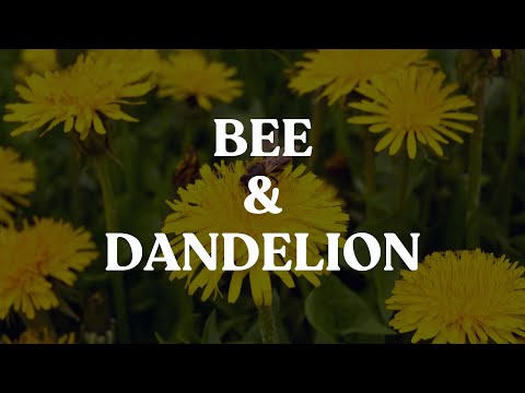 Bee visiting a Dandelion Flower - KOSHERJA IME