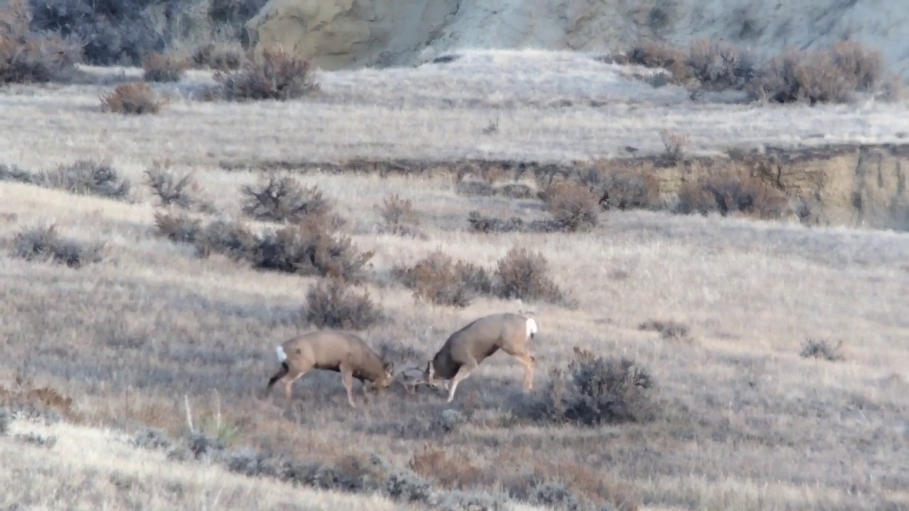 EPIC mule deer fight!