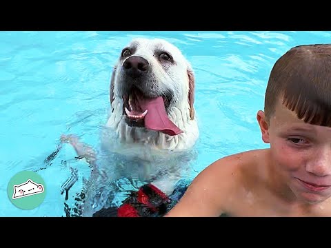 Lab Is Obsessed With Swimming And It’s Getting Extreme | Cuddle Buddies