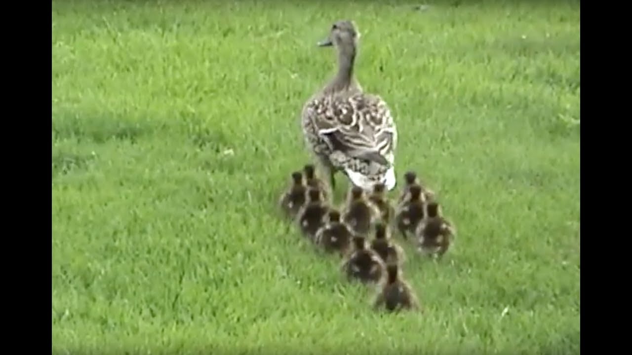 Mallards On A Mission