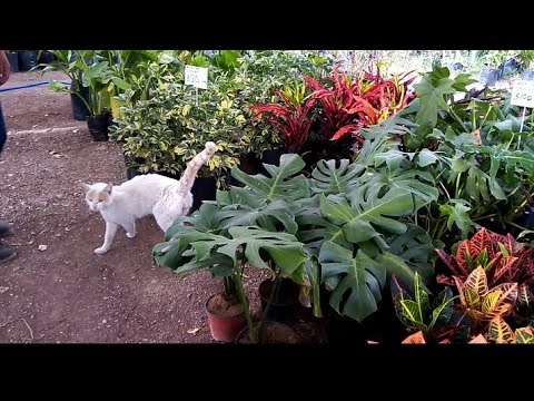 Vendiendo plantas 🌺🌹🌻🌼🌷 en la feria del pueblo donde vivo 🎡