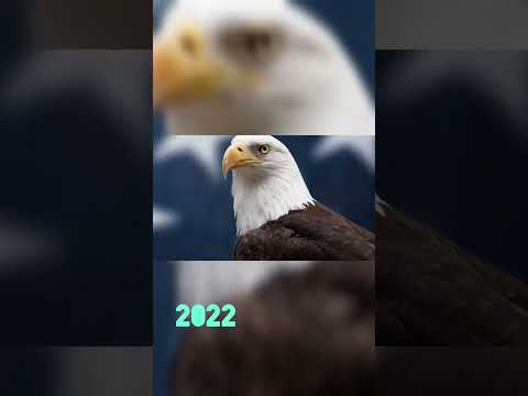Eagle 2022 to 2000 bc