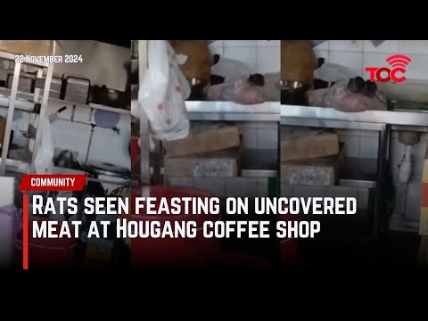 Singapore: Rats seen feasting on uncovered meat at Hougang coffee shop ...