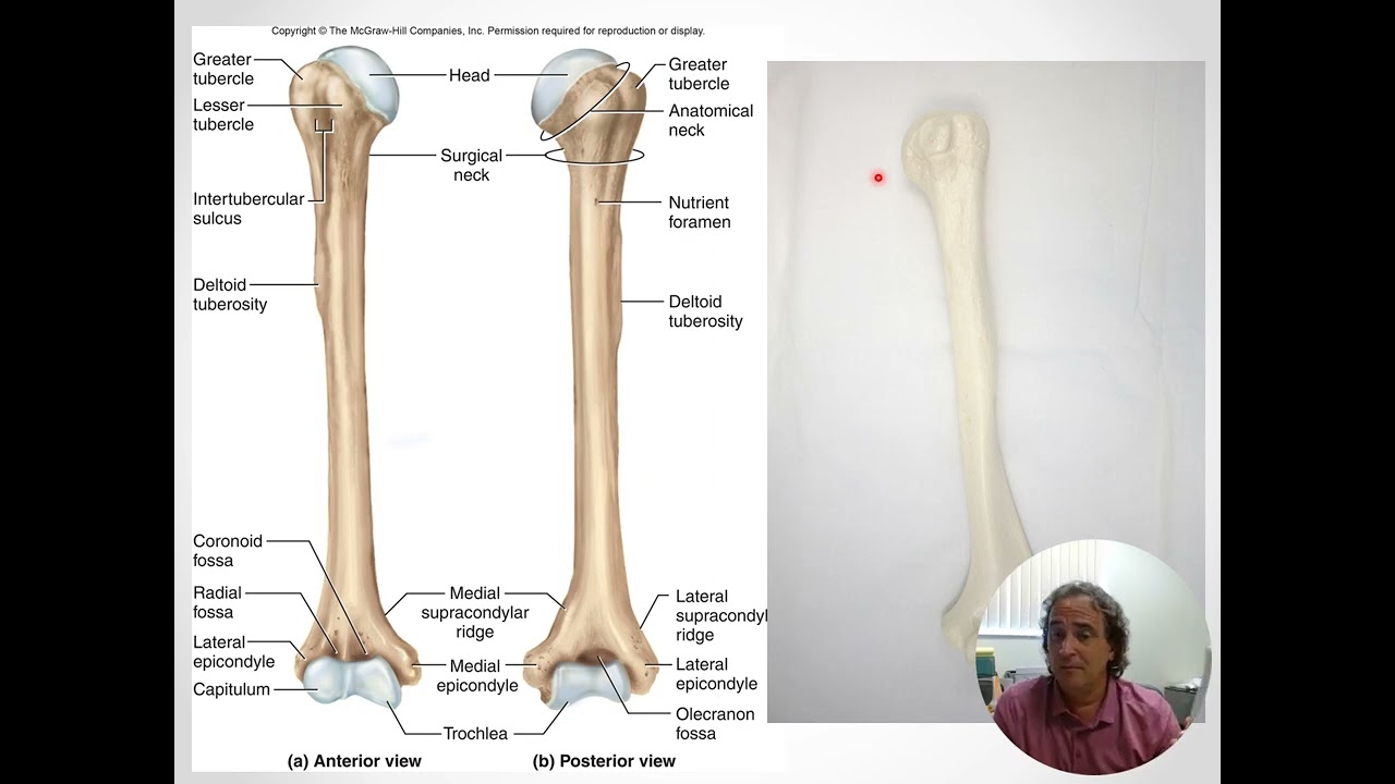 A&P 1 Lab: Appendicular Skeleton Lecture