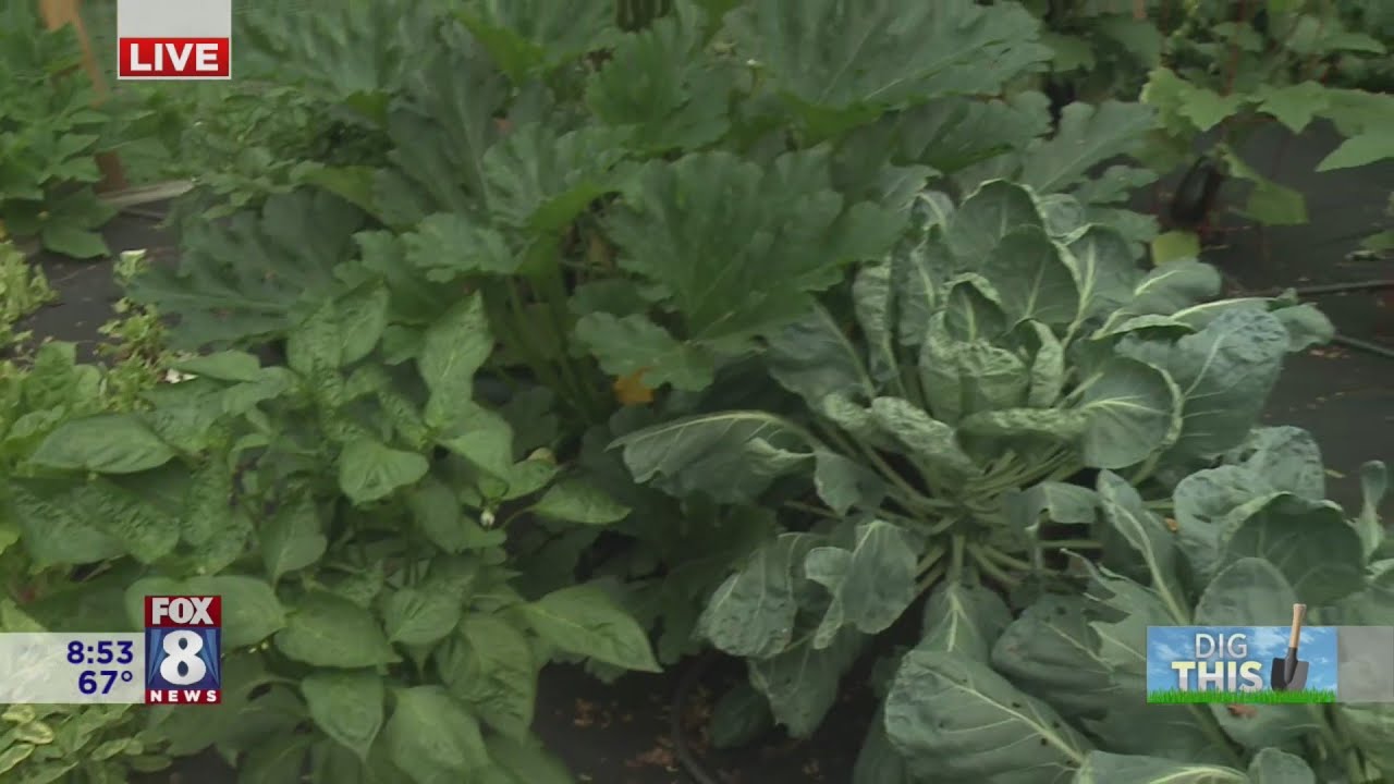 Dig This: How to battle weeds, bugs and fungus in the garden