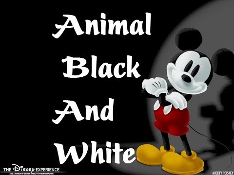 Video Photos | Animal Black And White