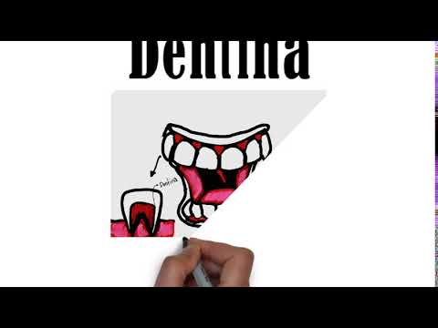 Spanish Medical Interpreter - Spanish Medical Terminology - How to Pronounce Dentin in Spanish?