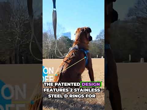 Is This the PERFECT Dog Harness for Gentle Walkers?