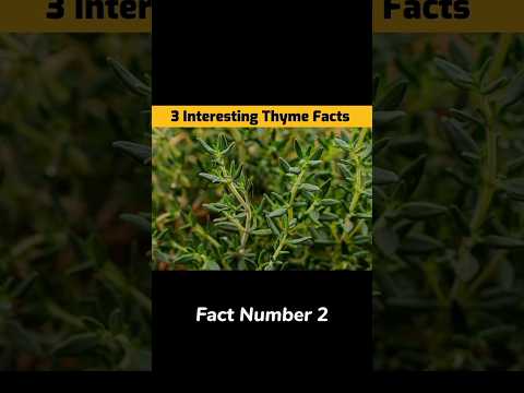 Thyme Facts #youtubeshorts #facts #shorts