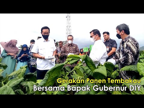 Gelar Panen Tembakau Bersama Bapak Gubernur DIY