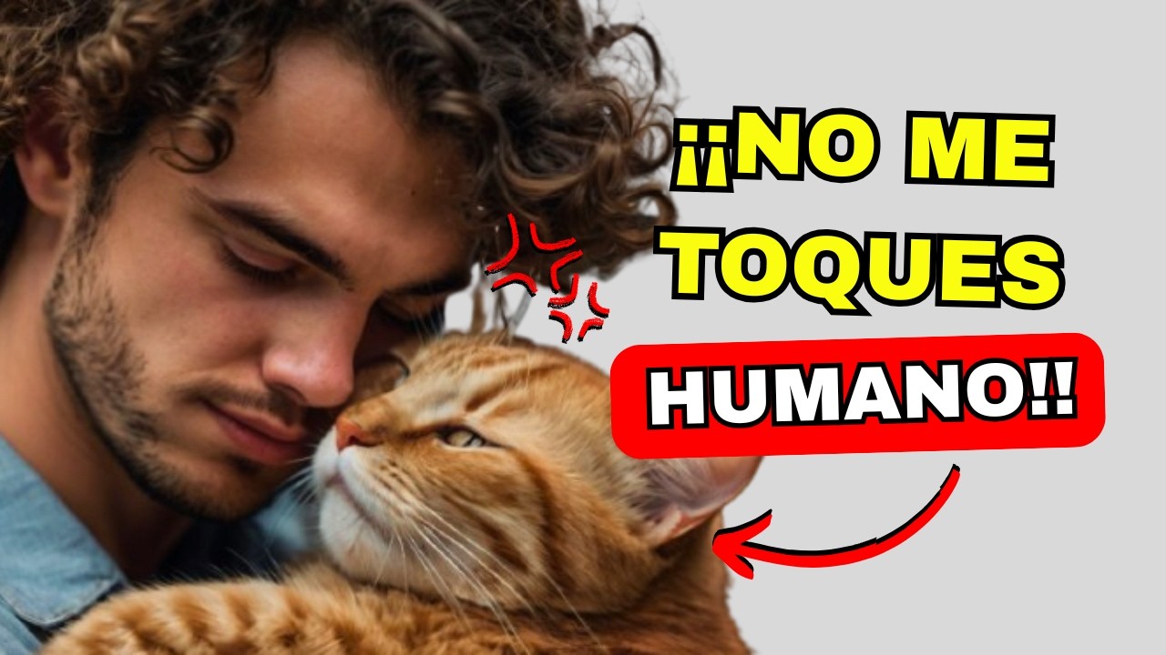 Stop slandering CATS! 😾💣 The TRUTH that NO ONE TELLS YOU about their 
