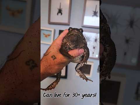Cane Toad - Facts, and Information.