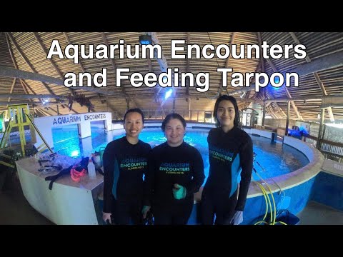 Aquarium Encounters (in Marathon) and Robbies (in Islamorada) - Florida Keys - Rambling with Phil