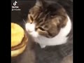 Kitty You Can Has Cheesburger Watch HD Mp4 Video Download Free