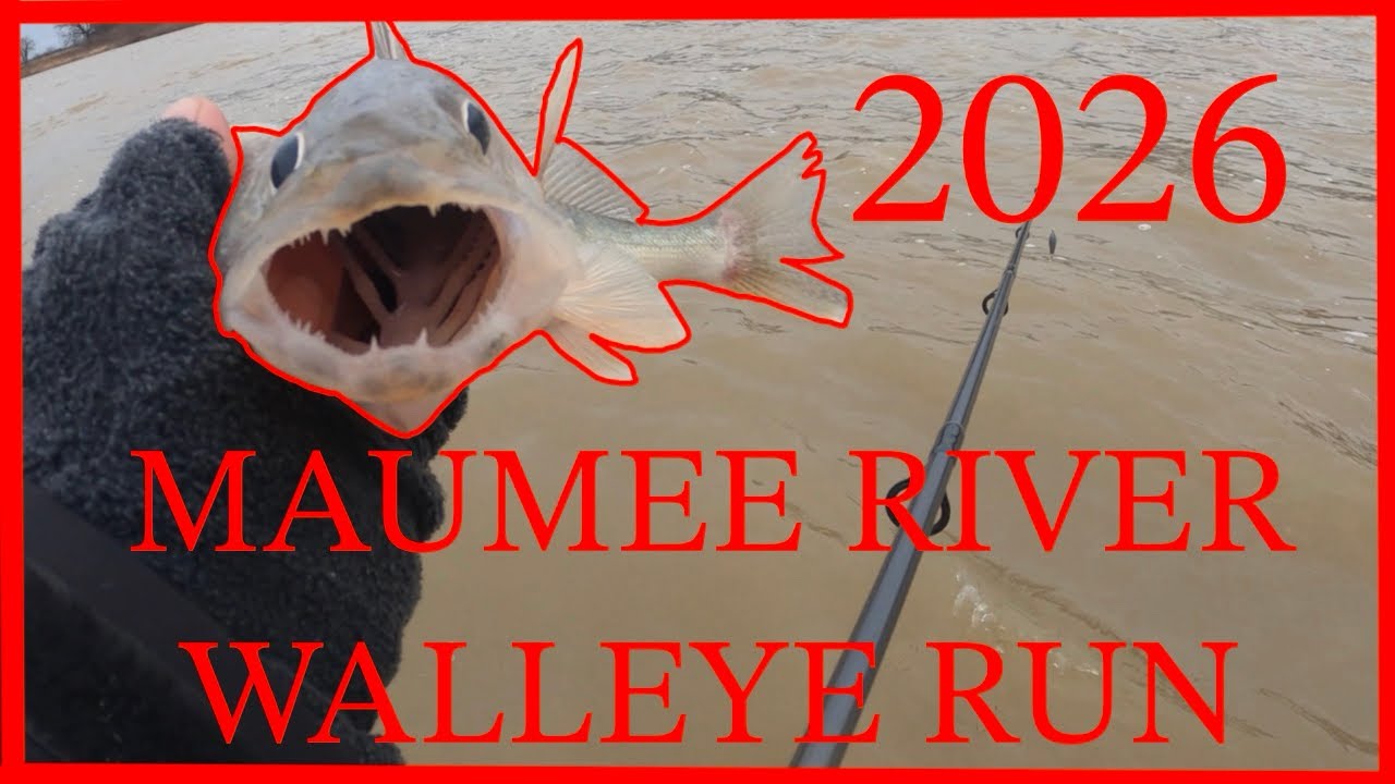 MAUMEE RIVER WALLEYE 2026 ( walleye run 2026 )