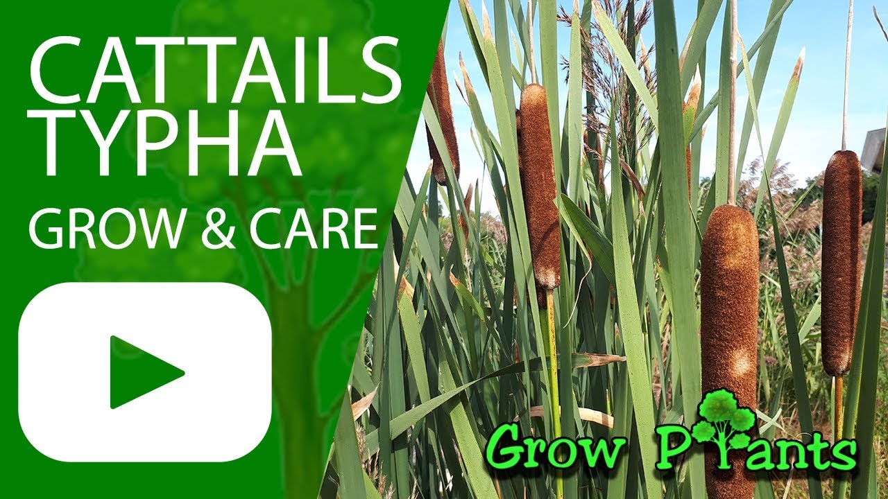 Cattails - grow & care Typha (water plant)