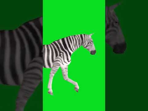 Zebras: Nature's Most Confusing Animals | Zebra green Screen shorts #zebra #animation