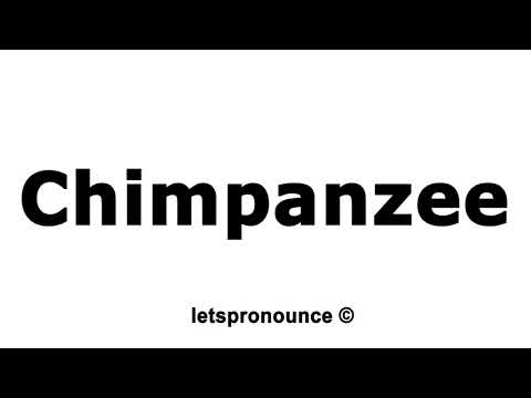 How to Pronounce Chimpanzee