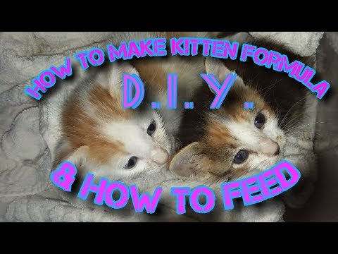 DIY TUTORIAL: 2017 Feeding Kittens Homemade Formula