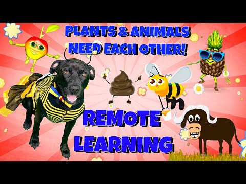 Plants and Animals Need Each Other! Remote Learning With Diggy Dog |Pollination and More!
