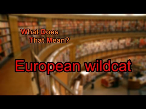 What does European wildcat mean?