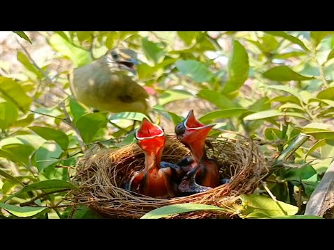 Streak eared bulbul Birds look at the mouths of their children in the nest, waiting to eat