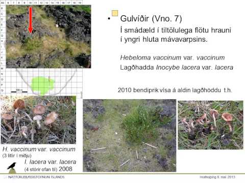 Sveppir í Heimaey og Surtsey sumarið 2010