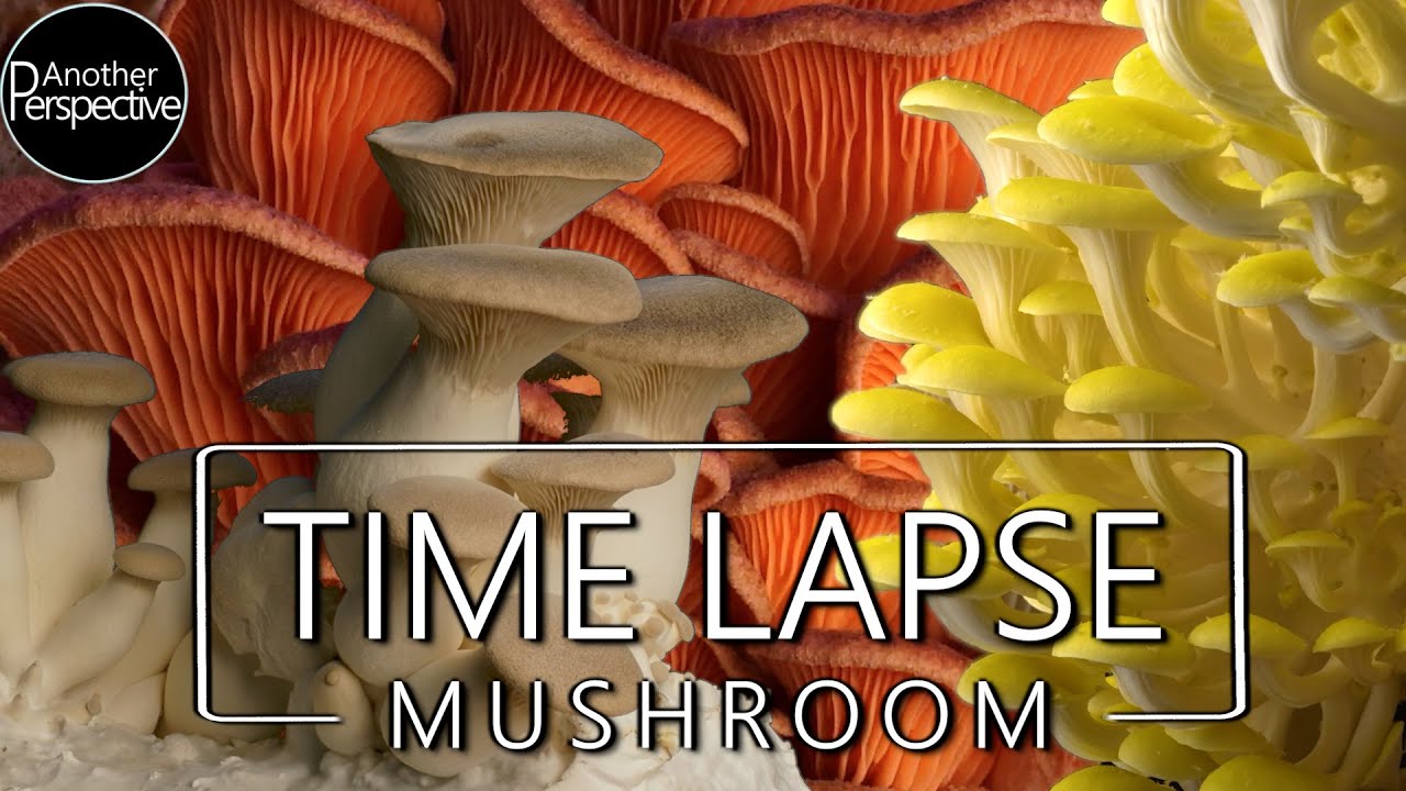 365 Days Mushroom Growth Time Lapse | Another Perspective