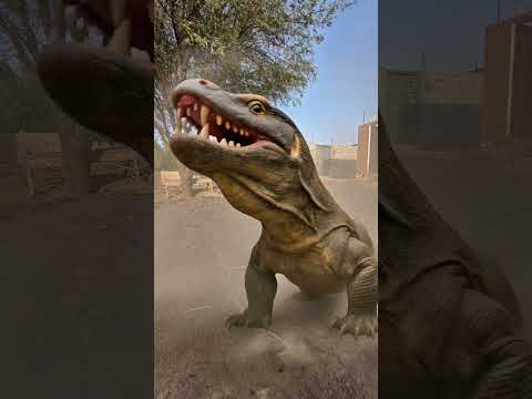 What did the monkey put into the Komodo dragon’s mouth?