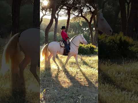 😱Best spanish walk ever!🤩 #andalusianhorse #spanishwalk #horse #horsebeauty #spanishhorse #passion