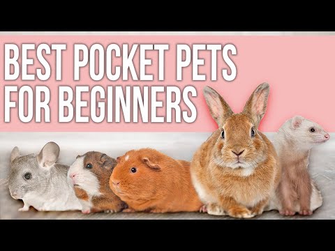 9 Best Pocket Pets for Beginners