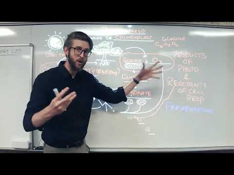 9.B: Photosynthesis, Cell Respiration & Fermentation