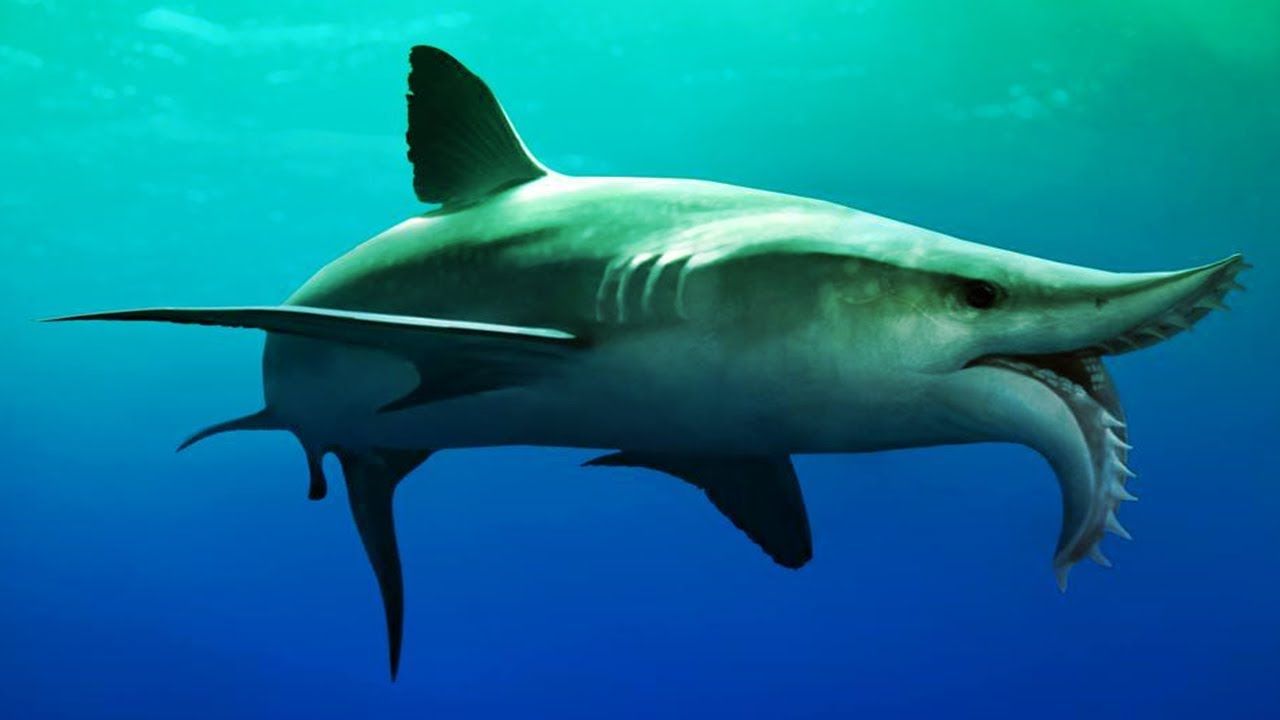 Prehistoric Sea Monsters: Edestus Shark 